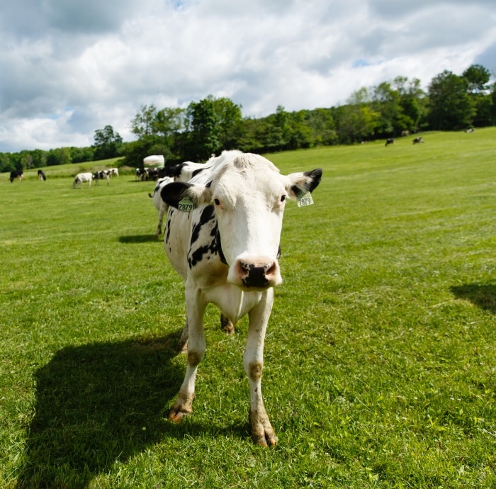 Cows Dig Daylight Saving | American Dairy Association NE