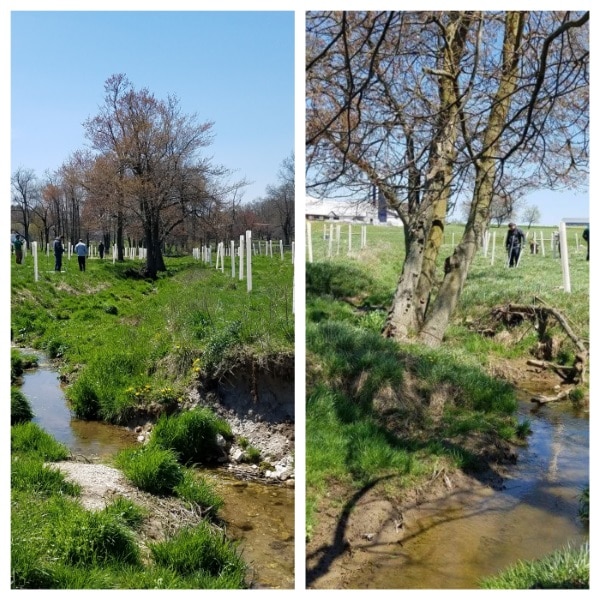 Tree Planting at Dairy Farm Helps Protect Waterways