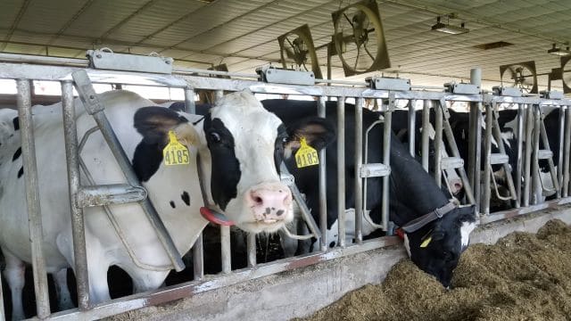 Cows Milked at Their Leisure by Robots | Milking Robots
