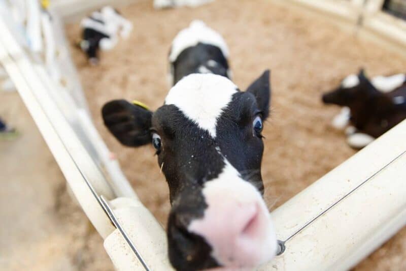 Adopt a Cow | American Dairy Association North East