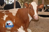 Red and White Holstein Cows | American Dairy Association NE