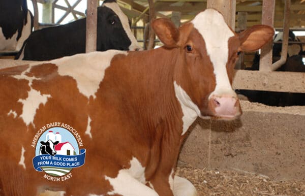 Red and White Holstein Cows | American Dairy Association NE