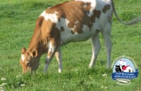Guernsey Dairy Cow | American Dairy Association North East