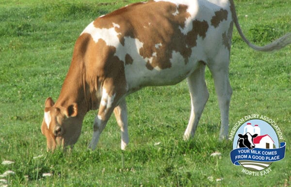 Guernsey Dairy Cow | American Dairy Association North East