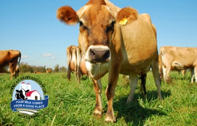 Jersey Cow Facts | ADANE