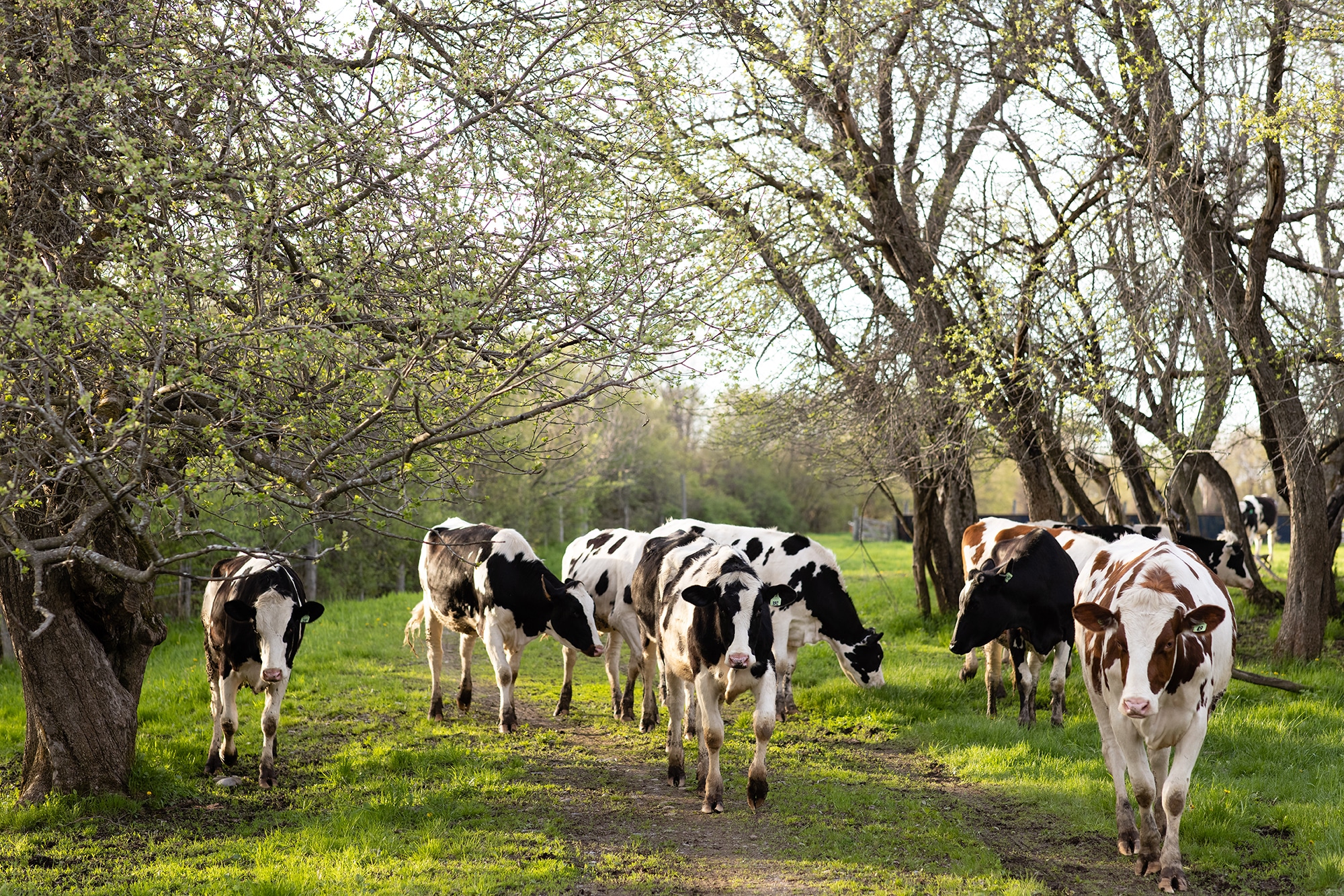 Contact Us | American Dairy Association North East