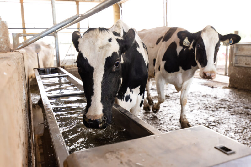 How Farmers Keep Cows Cool | American Dairy Association NE