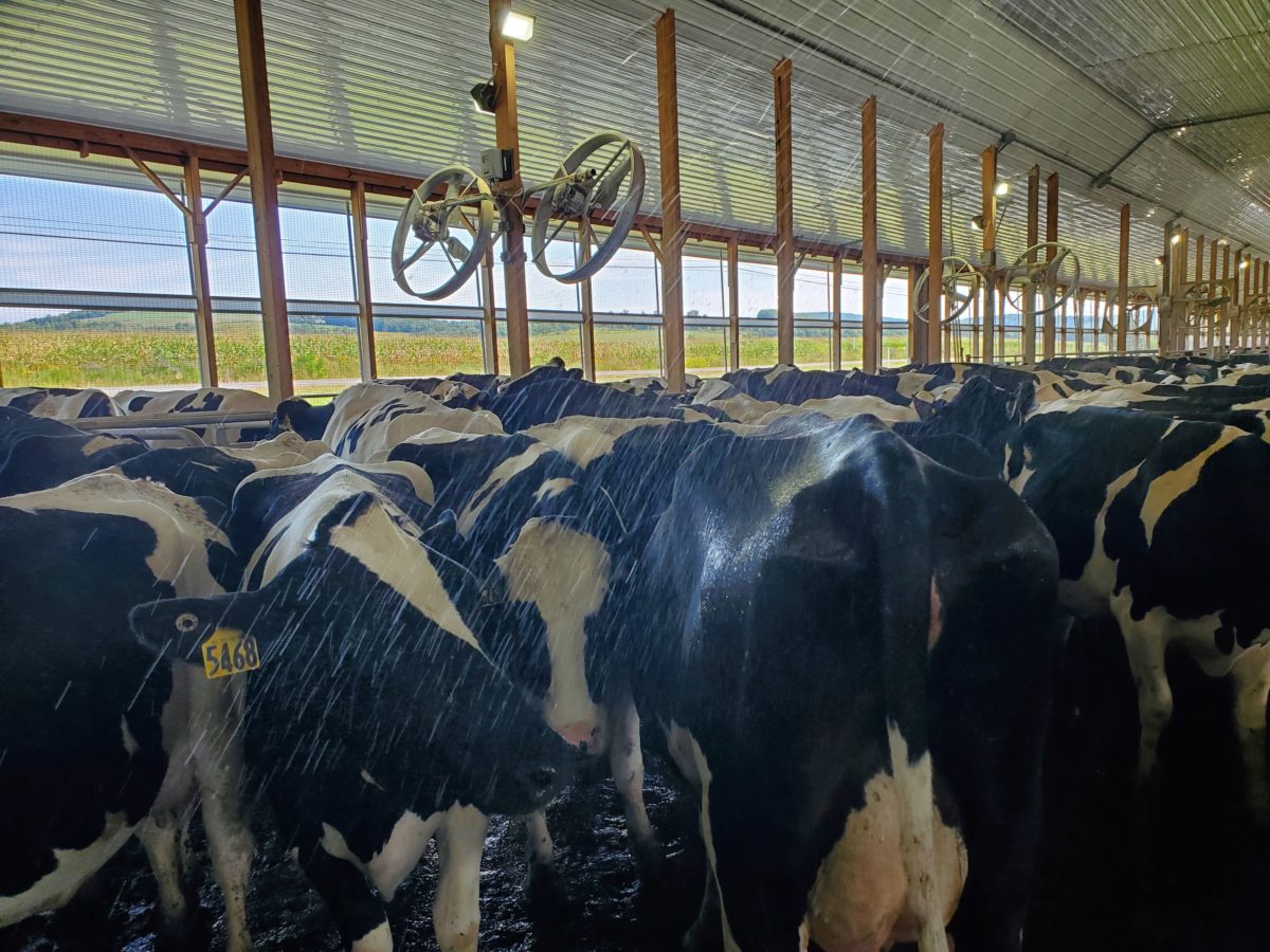 Fit Farmer, Fit Cows I Tyler Beck | American Dairy Association North East