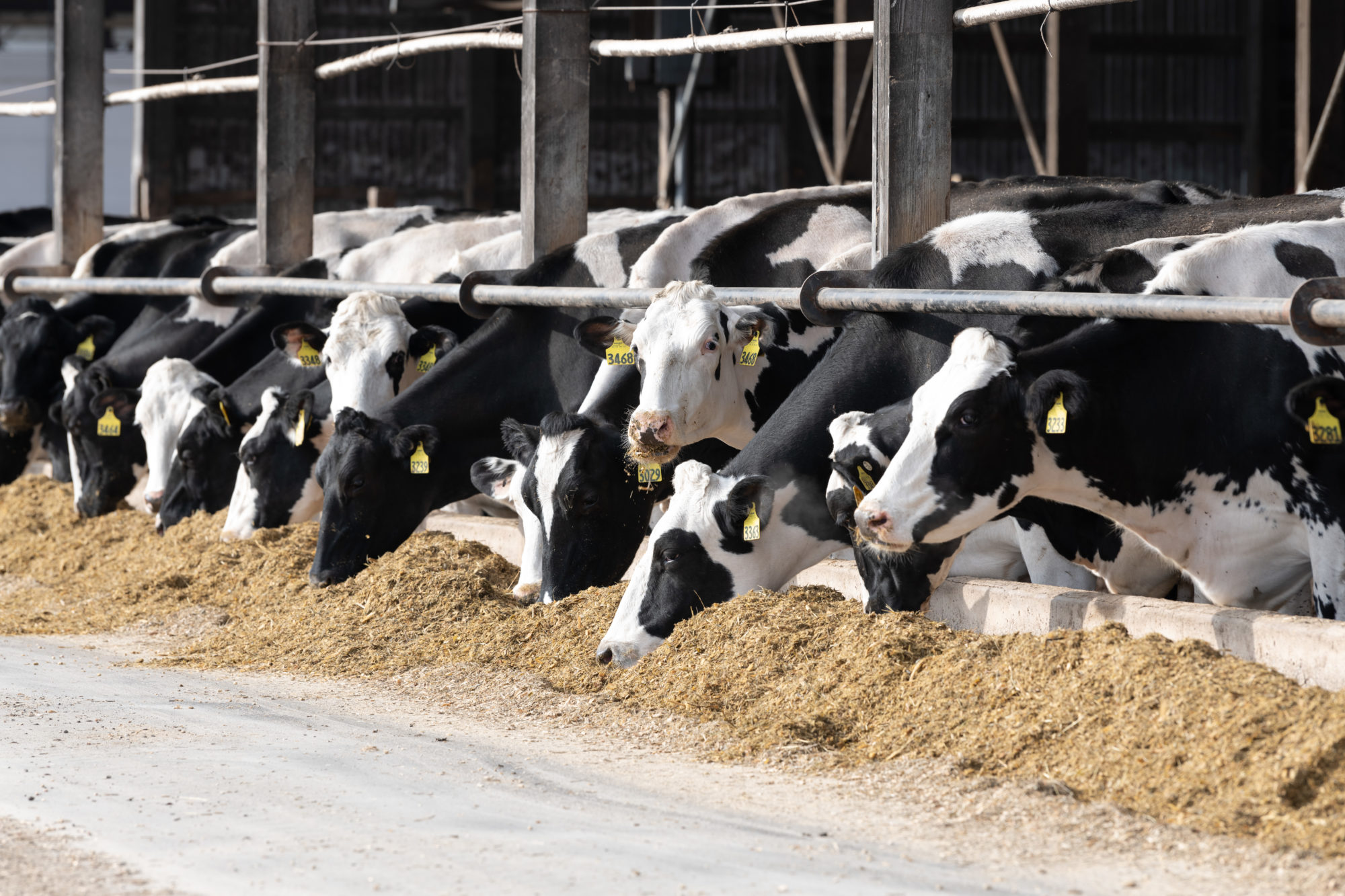 This American Dairy Farmer | American Dairy Association NE