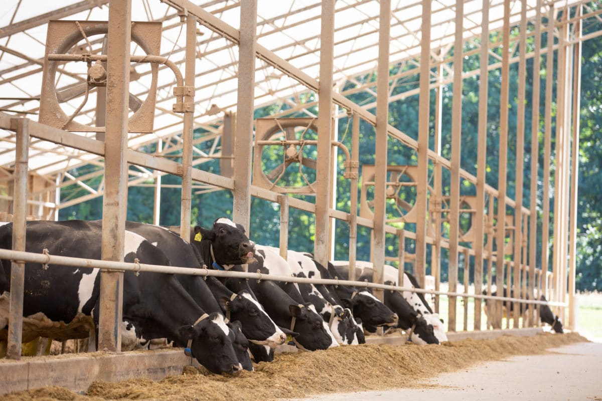 This American Dairy Farmer | American Dairy Association North East