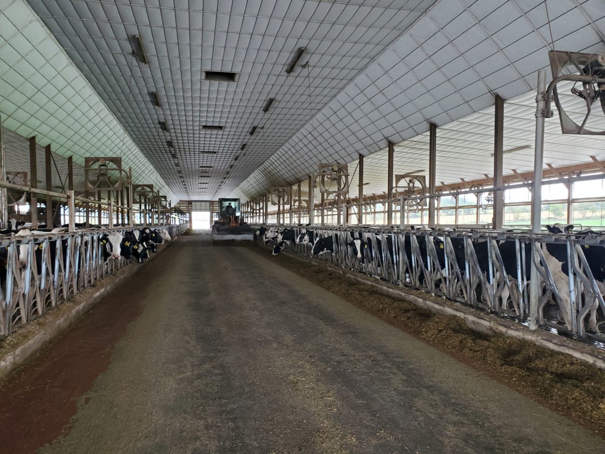 Thankful for Thanksgiving I The Dotterer Family | American Dairy ...