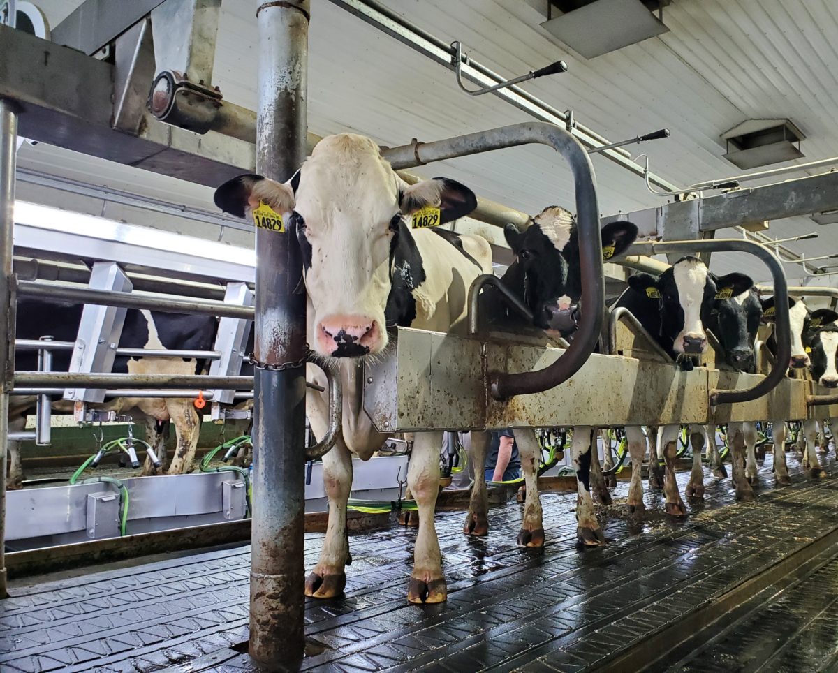 Cows are the Reason I Rod Hissong | American Dairy Association North East