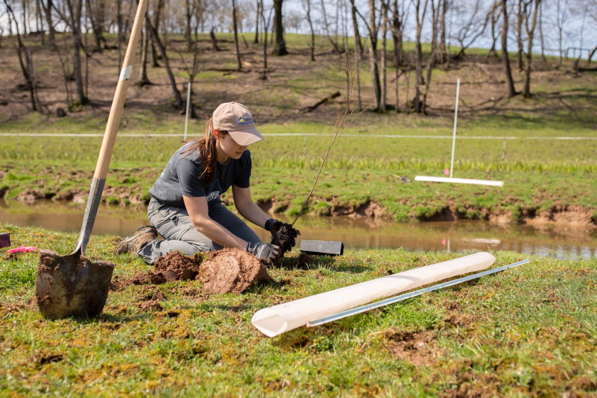 Riparian Buffers | American Dairy Association North East