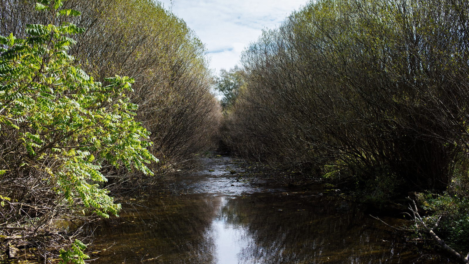 Riparian Buffers | American Dairy Association North East