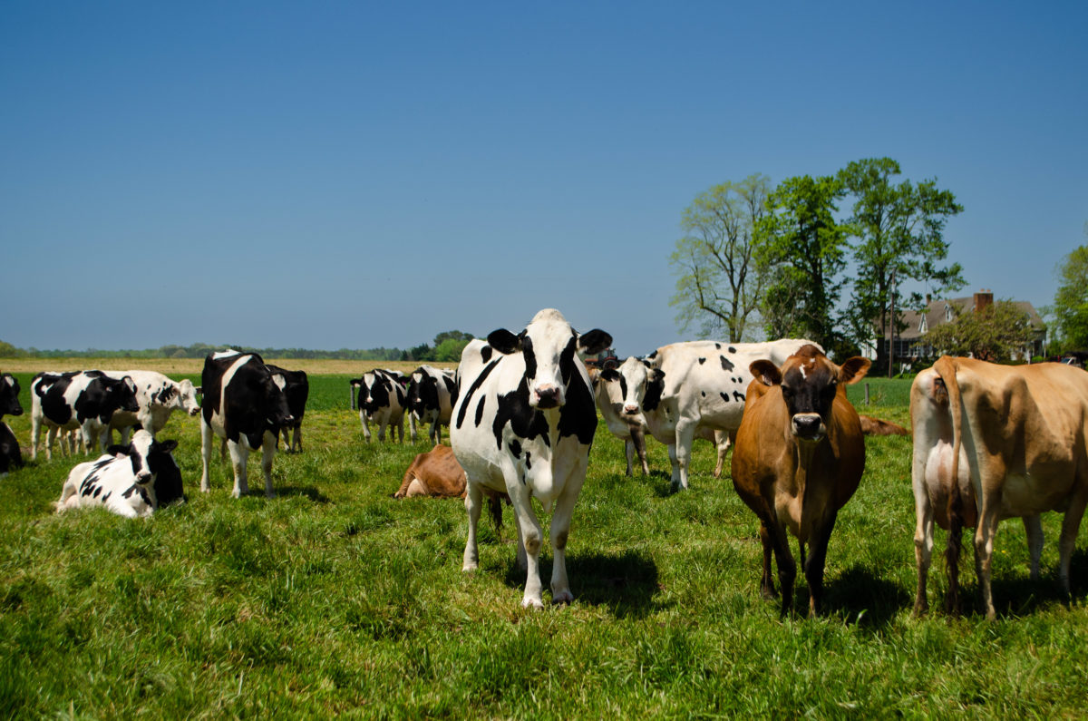 Overcoming Obstacles | American Dairy Association North East