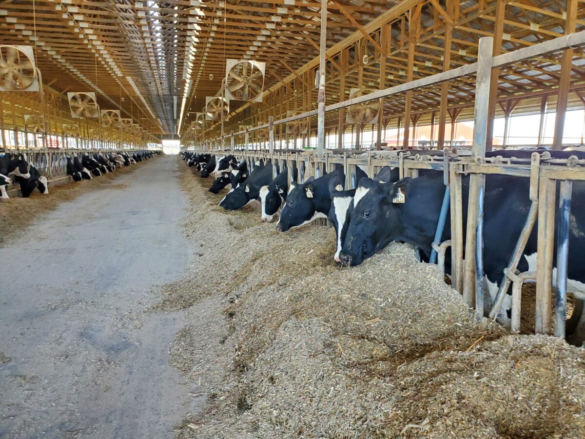 Dairy Farm Growing Opportunities | American Dairy Association NE