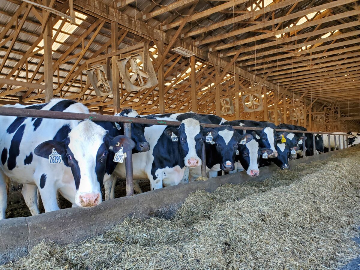 Dairy Farm Propels Growing Opportunities | American Dairy Association NE