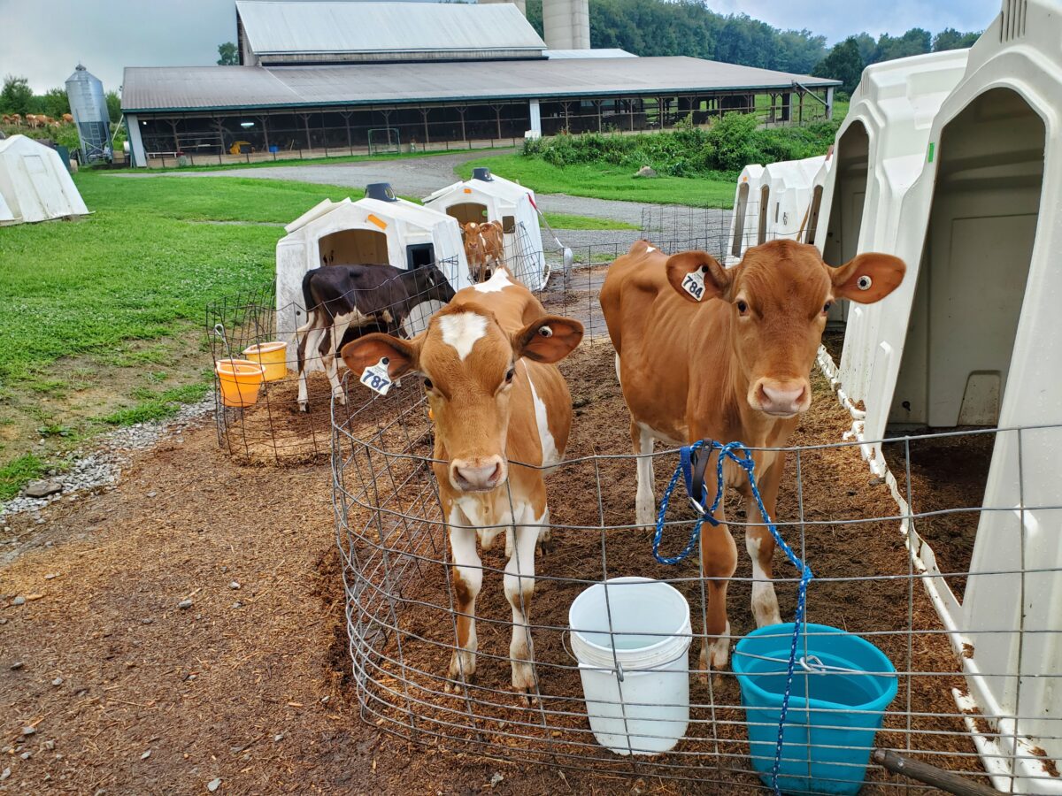 Land of Dreams: Couple Creates Dairy Destination | American Dairy ...