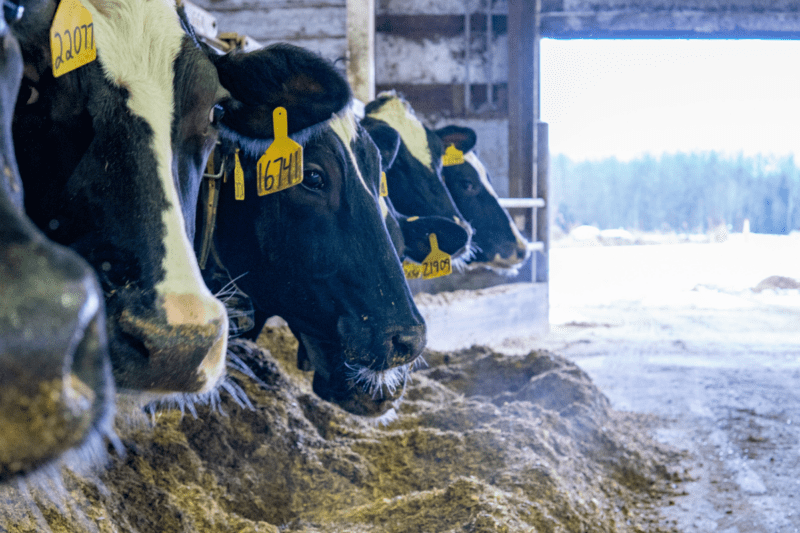 How Cows Stay Warm | American Dairy Association NE