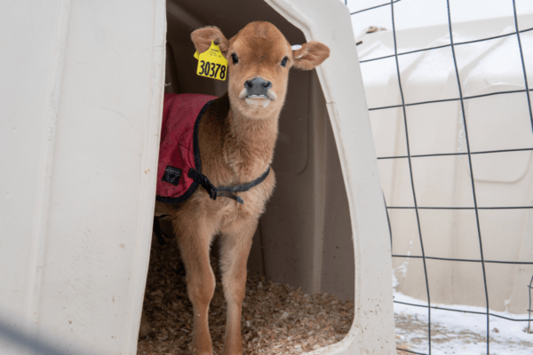 How Cows Stay Warm | American Dairy Association NE