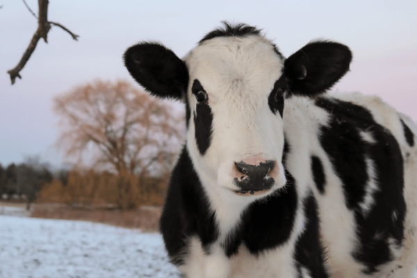 How Cows Stay Warm | American Dairy Association NE