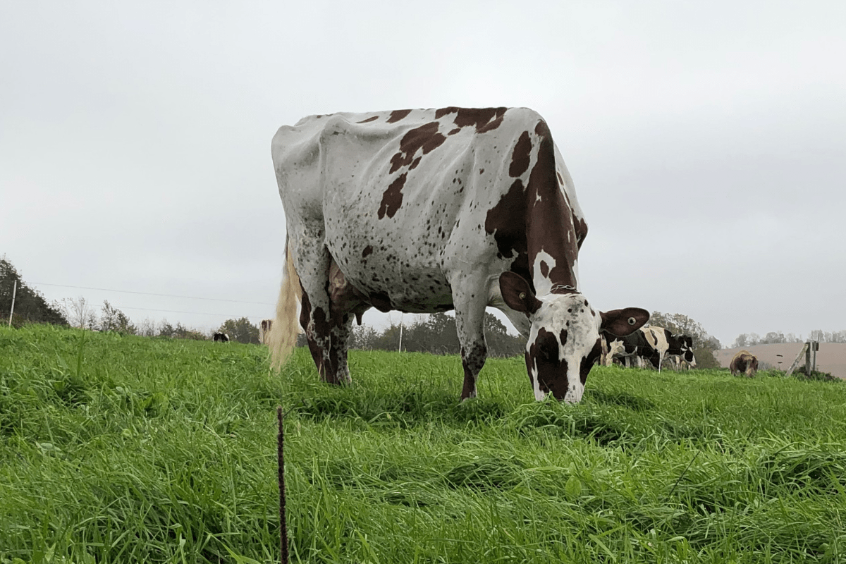 Top 7 American Dairy Cow Breeds | American Dairy Association NE