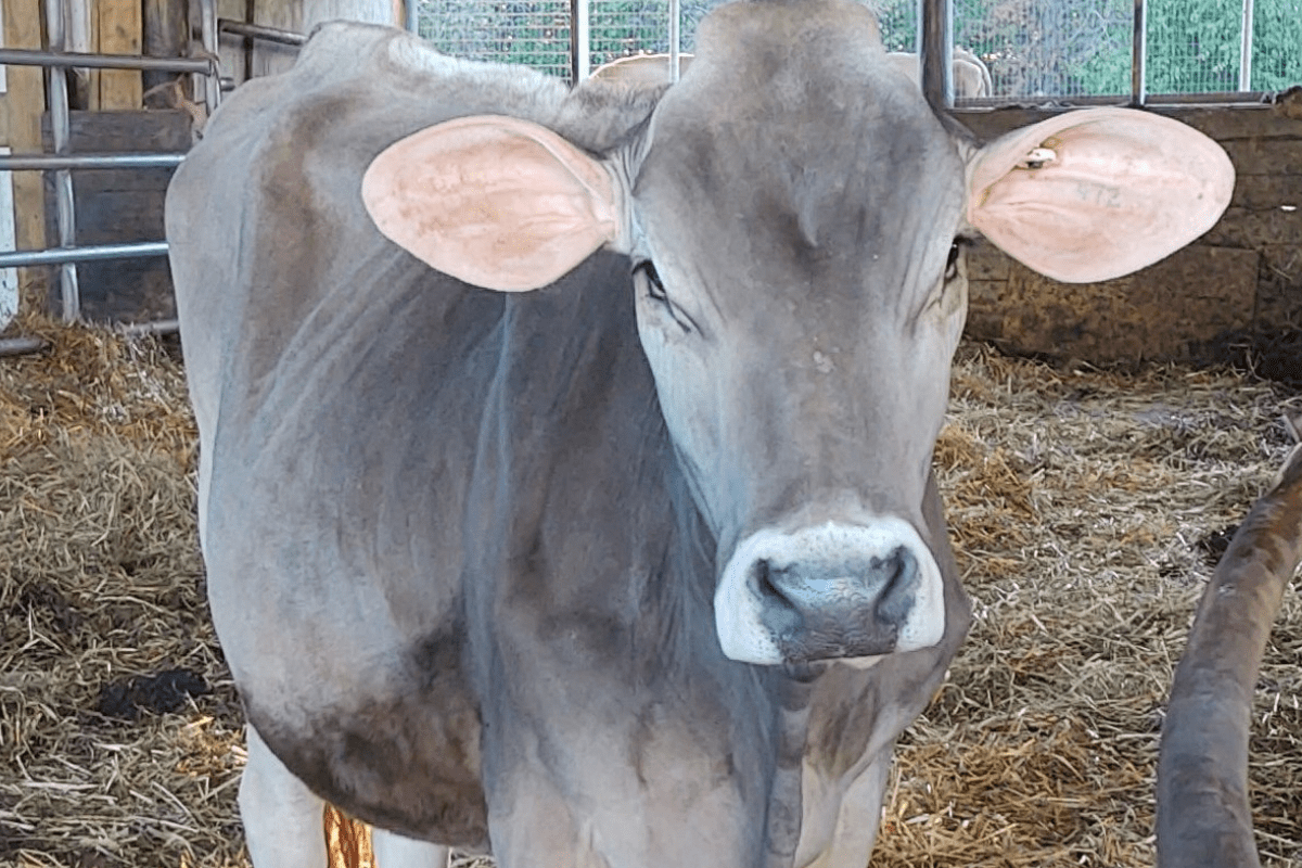 Top 7 American Dairy Cow Breeds | American Dairy Association NE