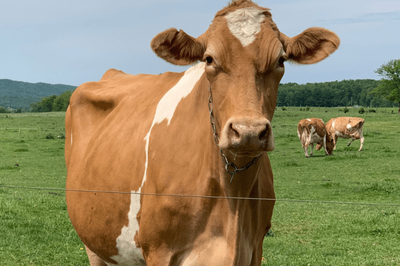 Top 7 American Dairy Cow Breeds | American Dairy Association NE