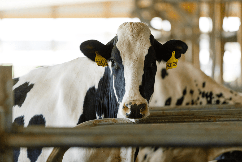 Top 7 American Dairy Cow Breeds | American Dairy Association NE