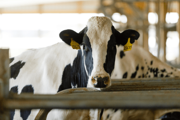 Top 7 American Dairy Cow Breeds | American Dairy Association NE