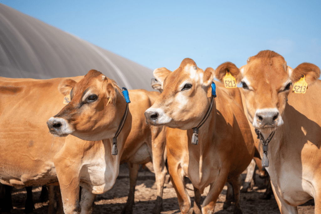 Top 7 American Dairy Cow Breeds | American Dairy Association NE
