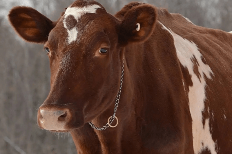 Top 7 American Dairy Cow Breeds | American Dairy Association NE