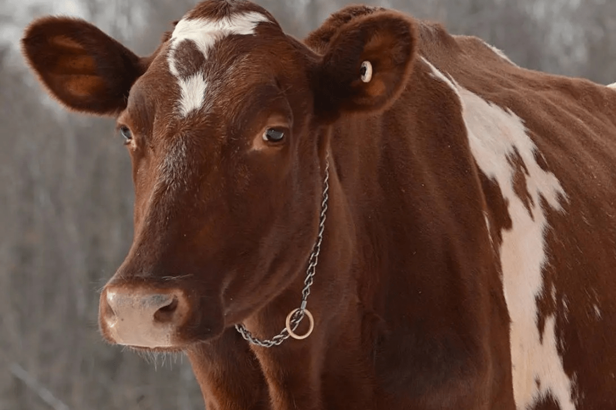 Top 7 American Dairy Cow Breeds | American Dairy Association NE