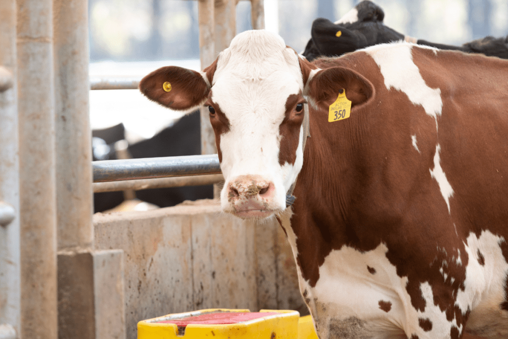 Top 7 American Dairy Cow Breeds | American Dairy Association NE