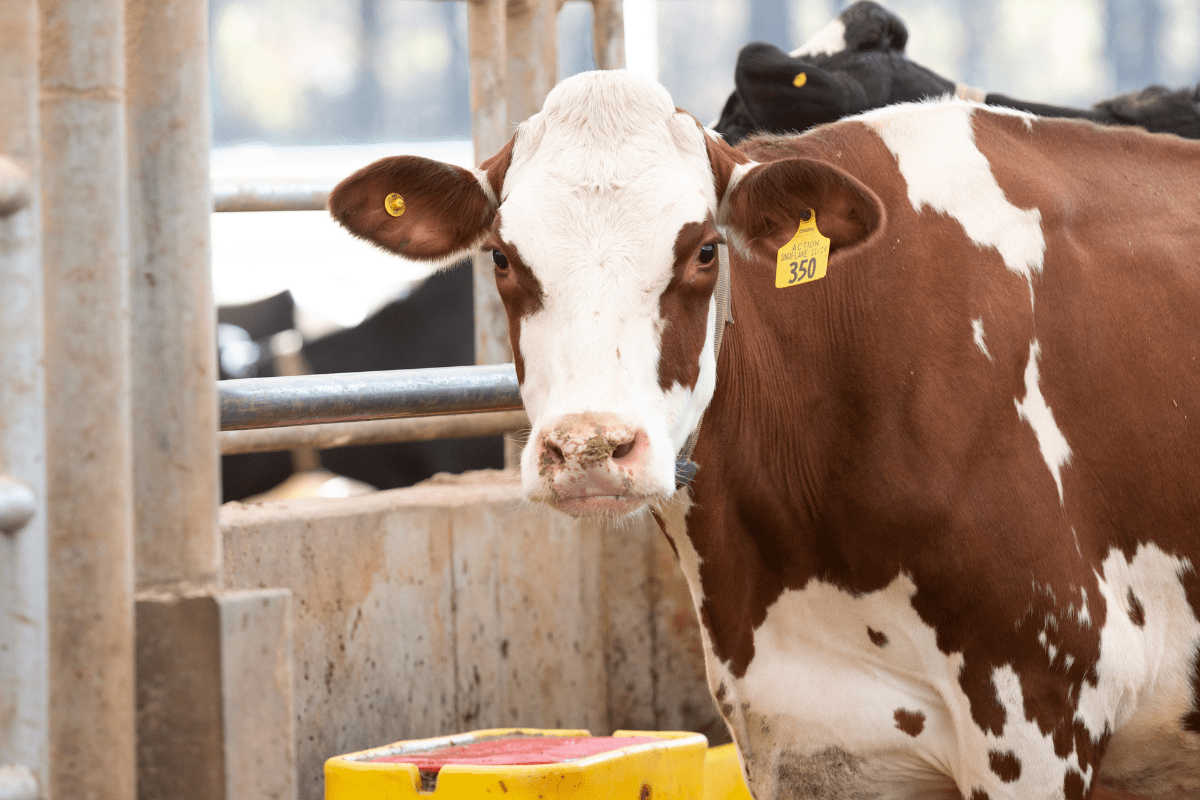Top 7 American Dairy Cow Breeds | American Dairy Association NE
