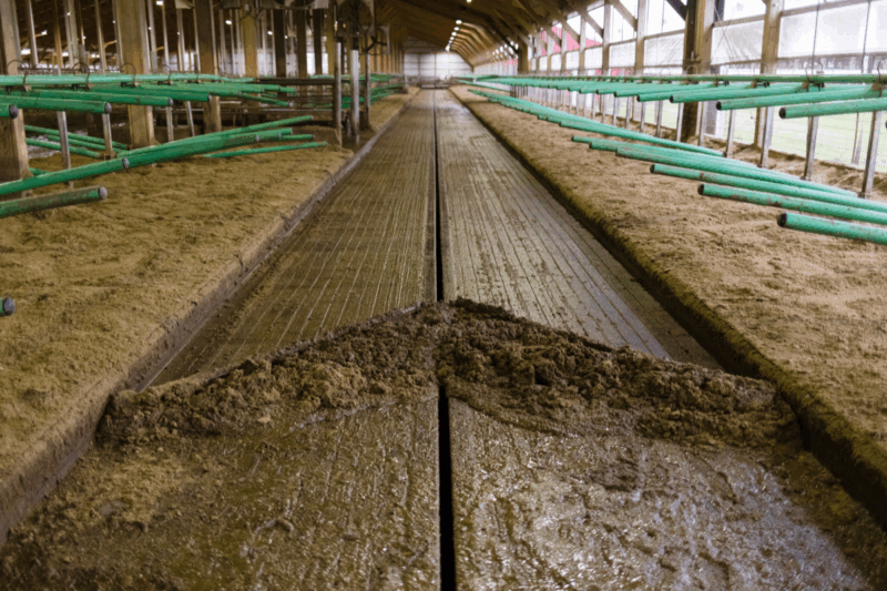 Bedding Choices That Keep Cows Comfortable