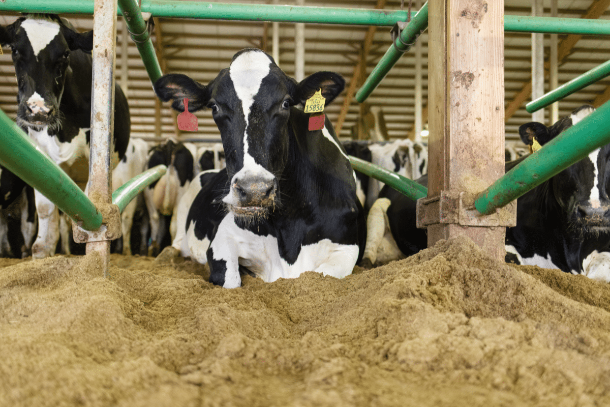 Bedding Choices That Keep Cows Comfortable