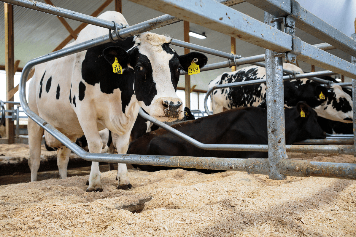 Bedding Choices That Keep Cows Comfortable
